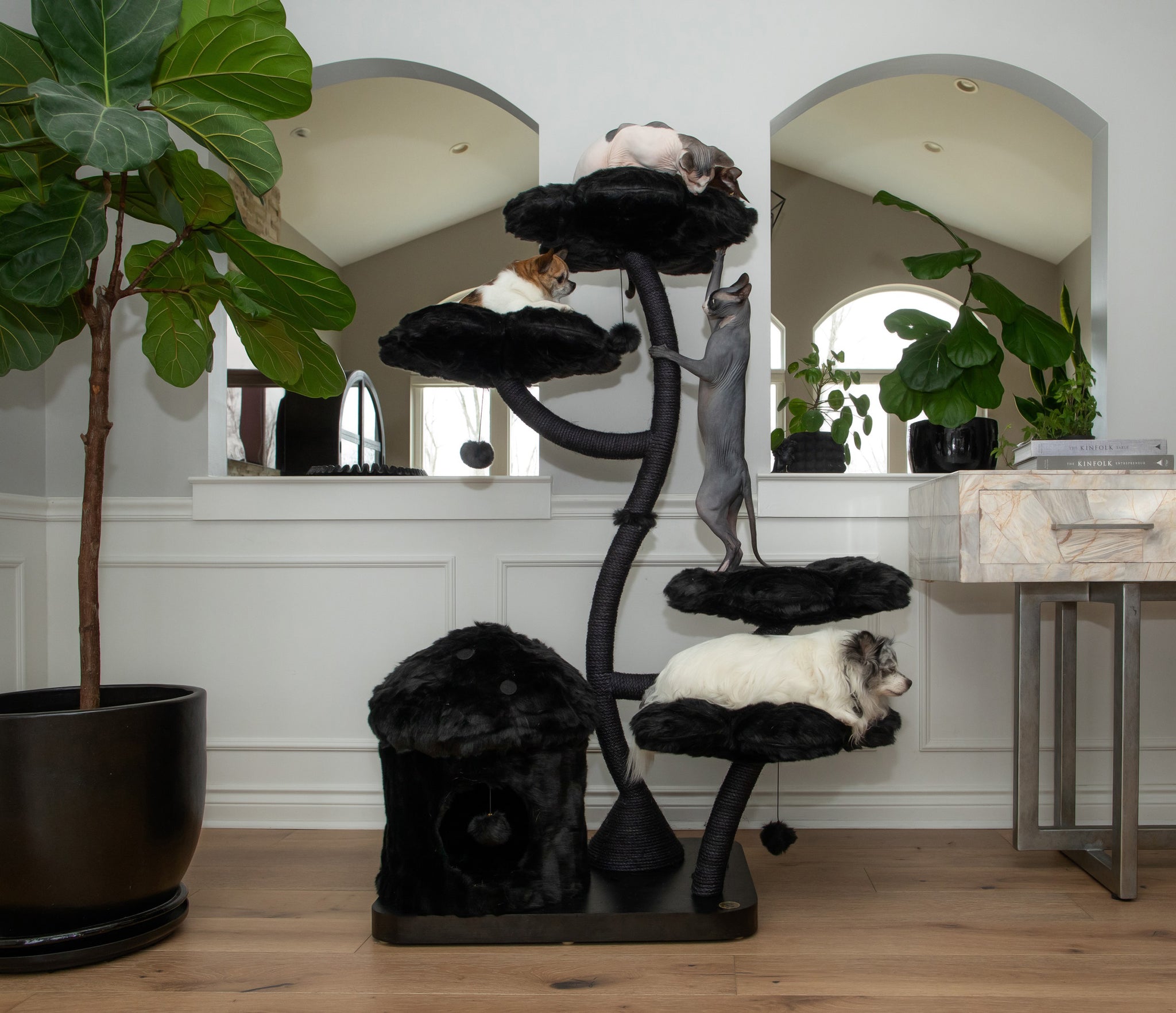 Teddy Noir Eden Modern Cat Tree & Condo, Large, Black, Kbspets – KBSPETS