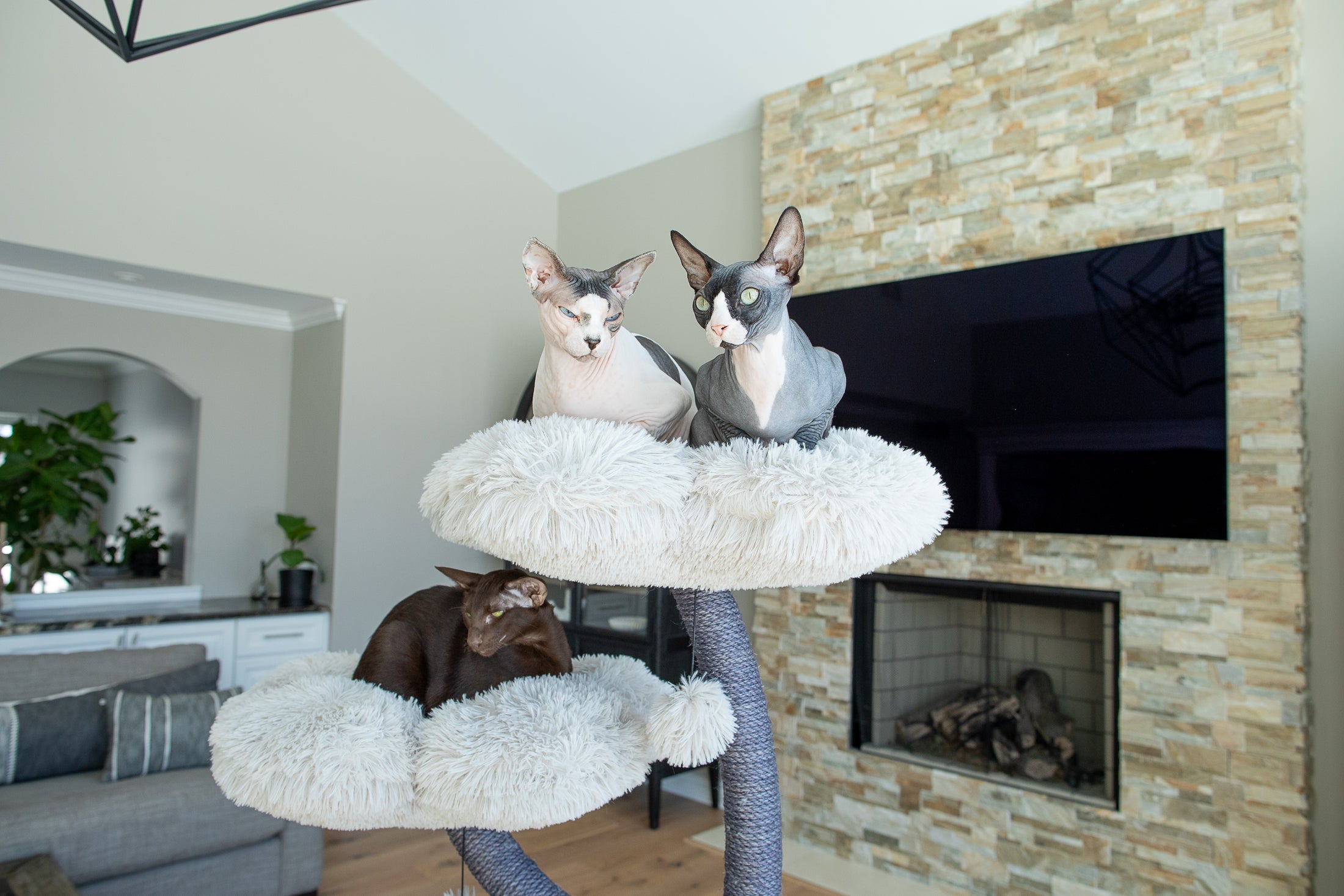 Graphite Grey Eden: The Ultimate Garden of Flowers Cat Tree – KBSPETS